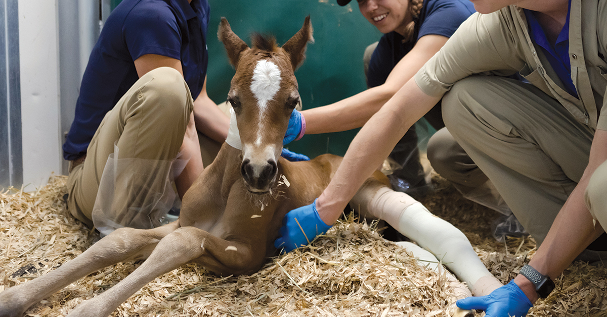 Contracted Tendons in Foals