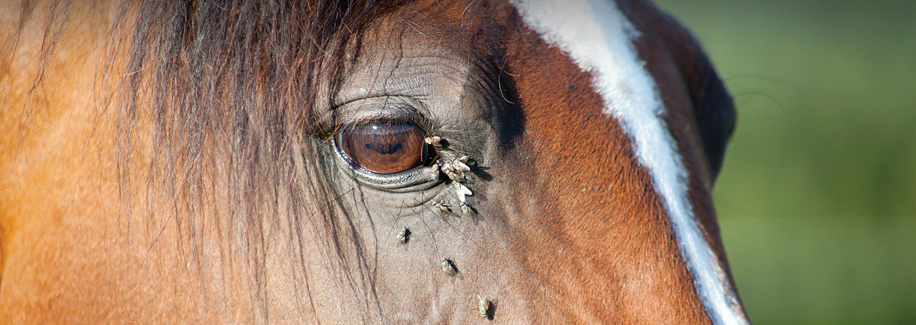 Pigeon Fever in Horses