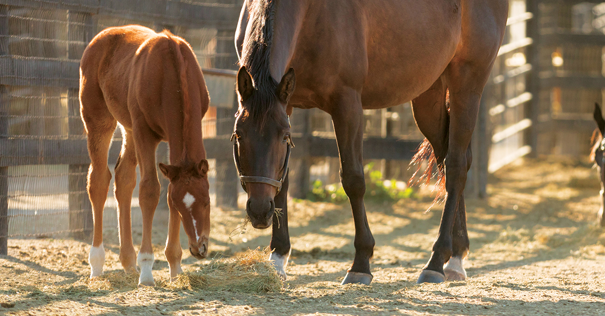 Embryo Transfer in Horses