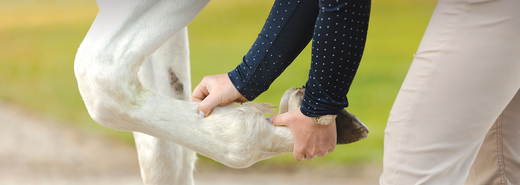 Equine Lameness