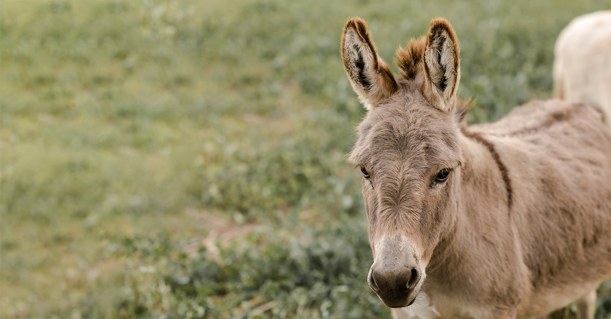 Nutritional Supplements for Mules and Donkeys
