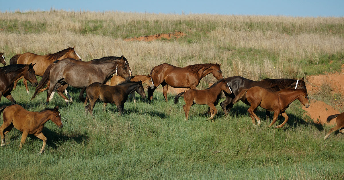 Equine Reproduction | Horse Breeding | Platinum Performance Article