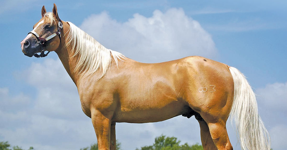 Nichols Quarter Horses | Breeding Stallions