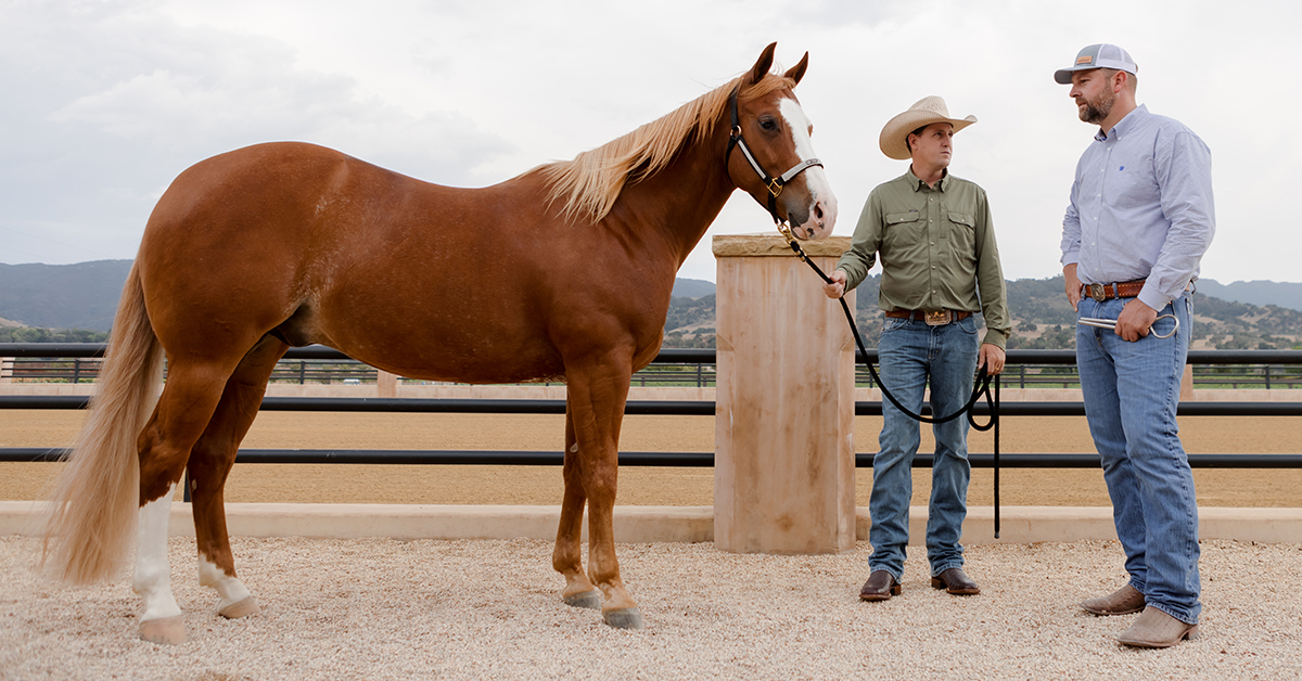 How Nutrition Can Make a Difference in Equine Hoof Health
